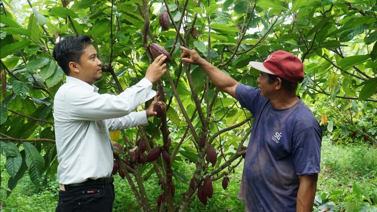 Menanam Kakao di Lahan Bekas Tambang Batu Bara - SIRANA.ID